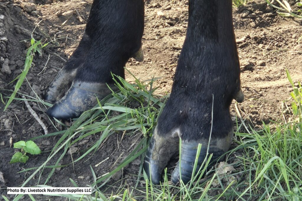 Preventing & Curing Hoof Rot with Proper Nutrition - Livestock ...